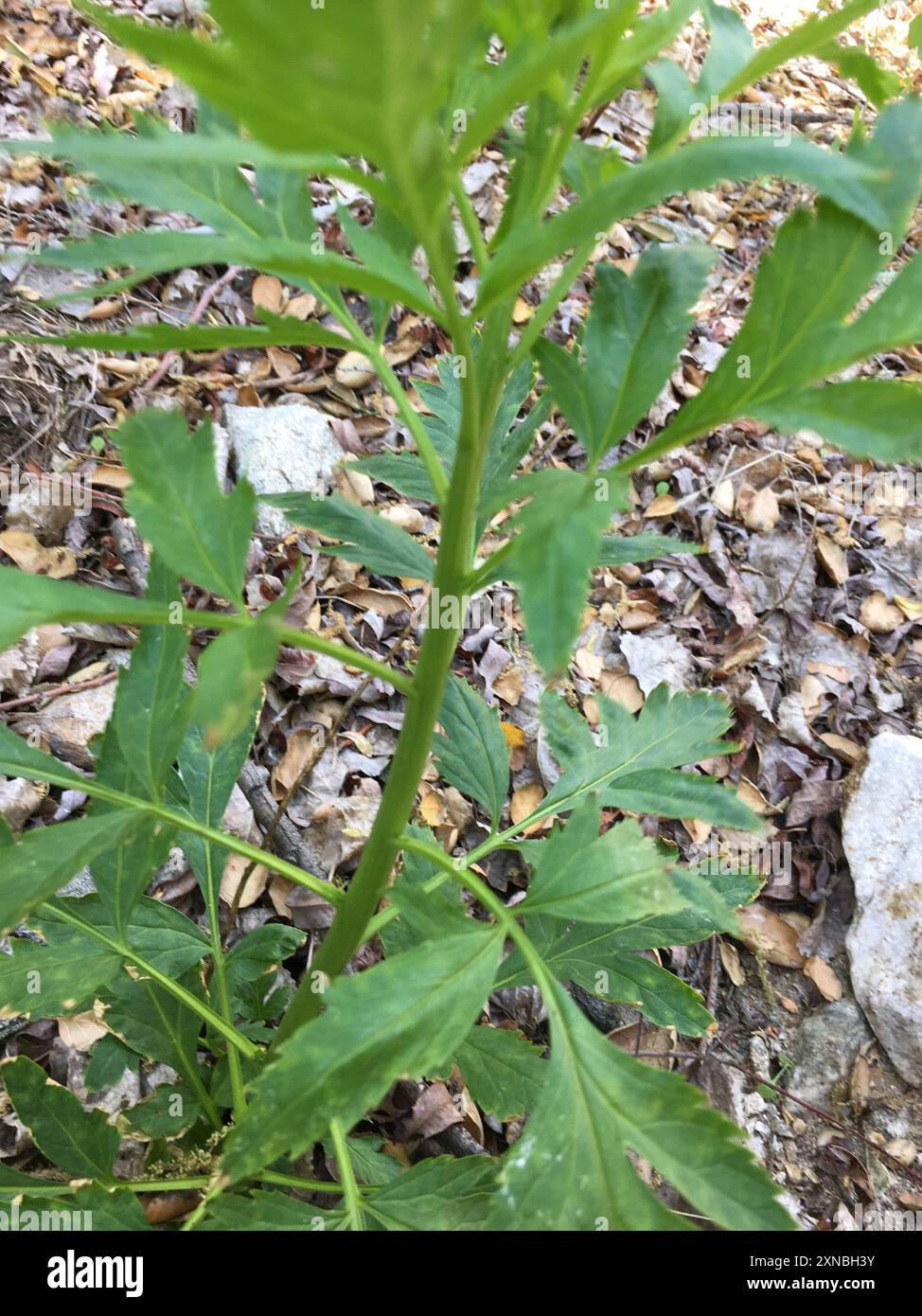 durango root (Datisca glomerata) Plantae Stock Photo - Alamy