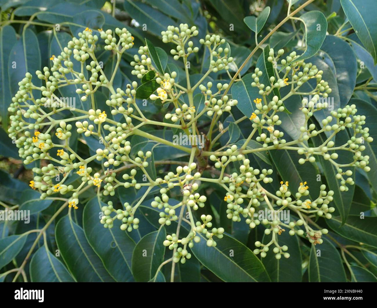 Tetradium hi-res stock photography and images - Alamy
