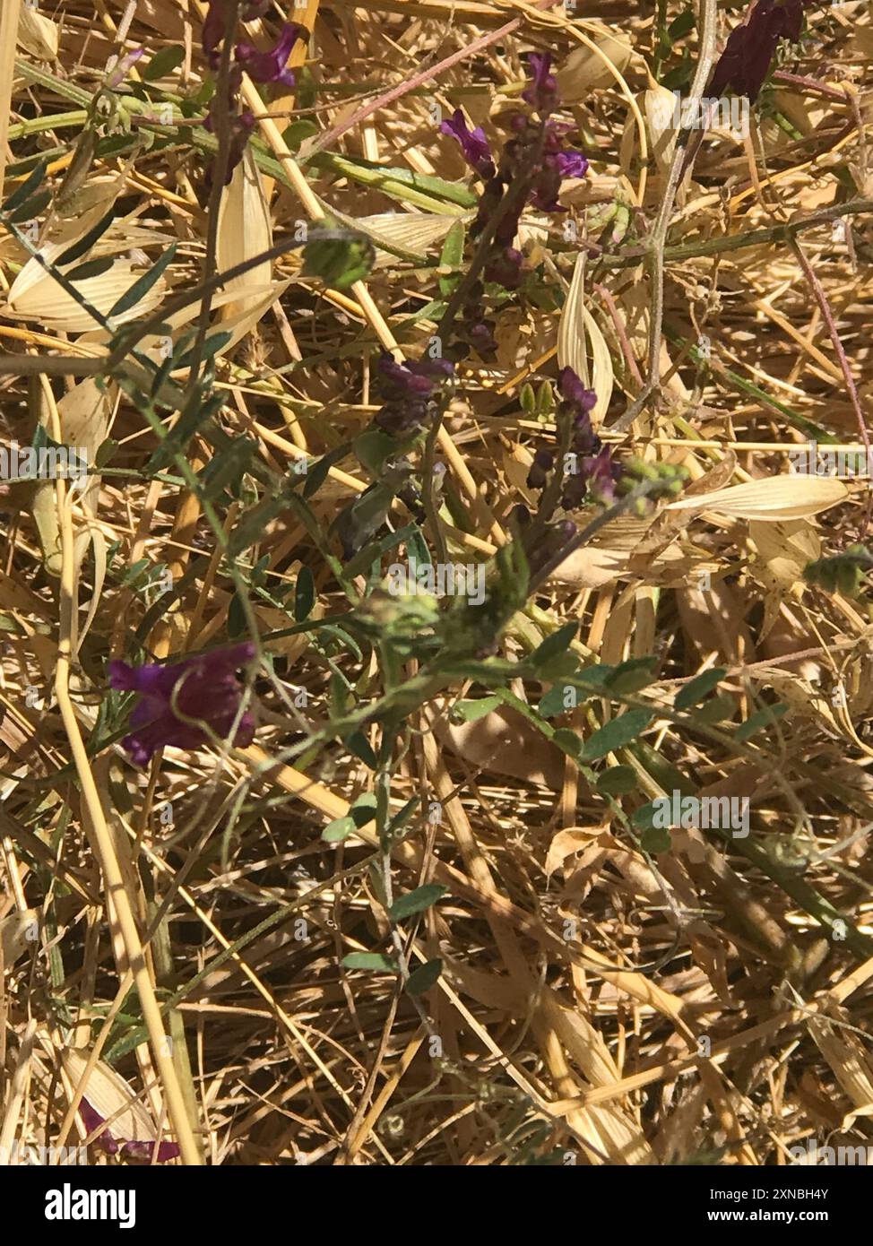 Vetches (Vicia) Plantae Stock Photo - Alamy