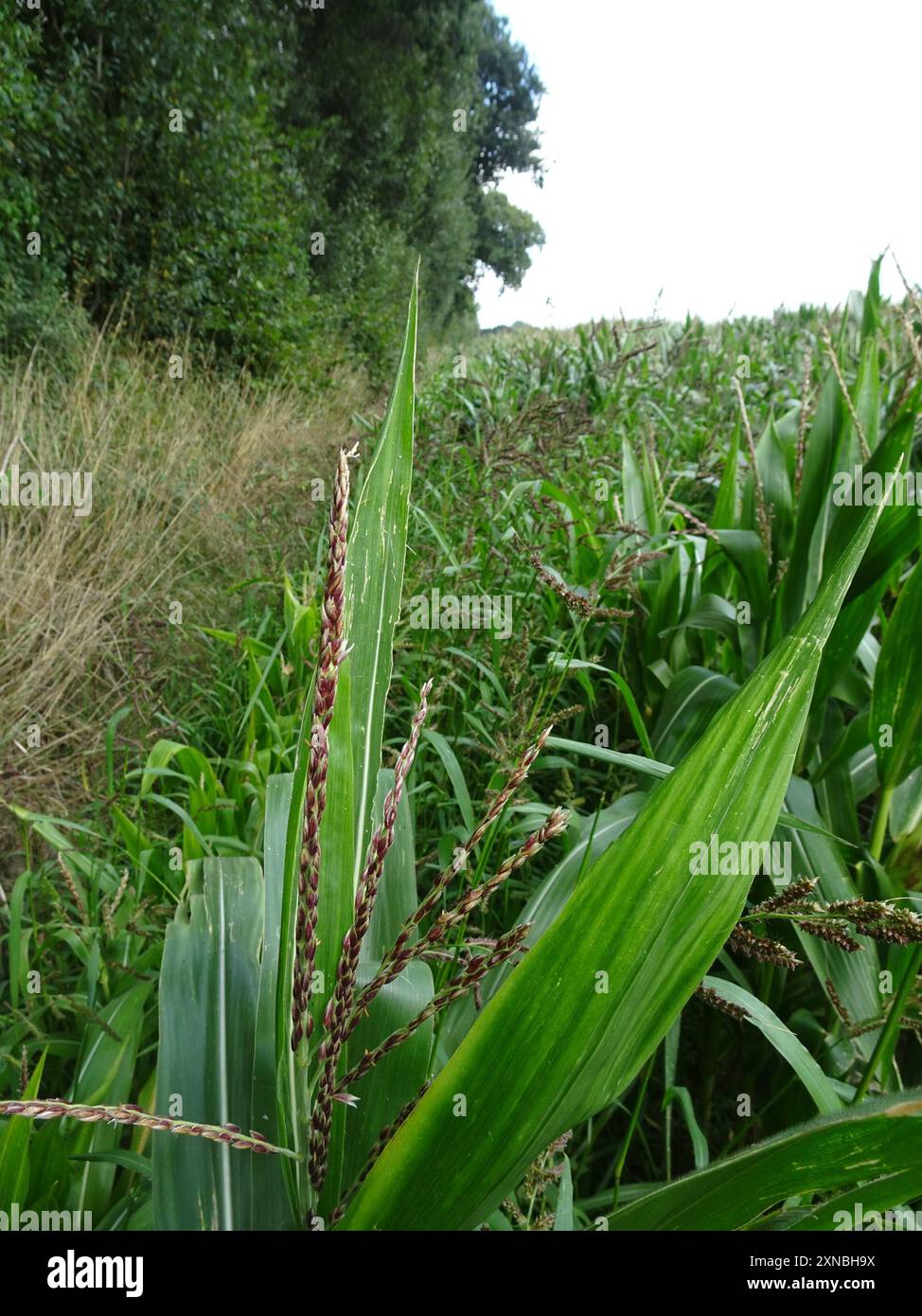 Barnyard Grasses (Echinochloa) Plantae Stock Photo - Alamy