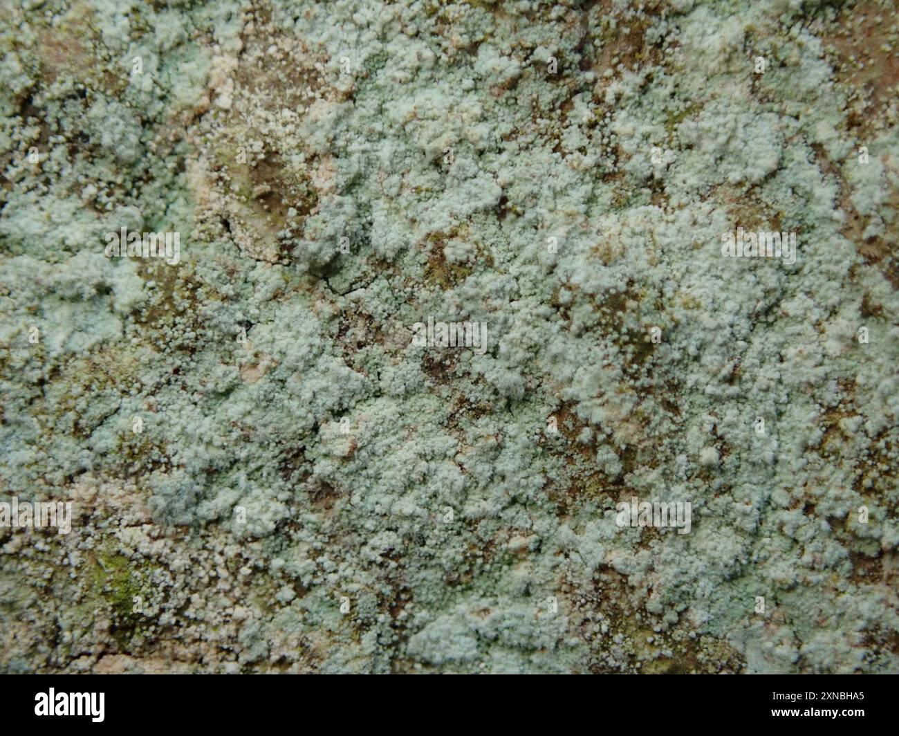 Fluffy Dust Lichen (Lepraria finkii) Fungi Stock Photo - Alamy