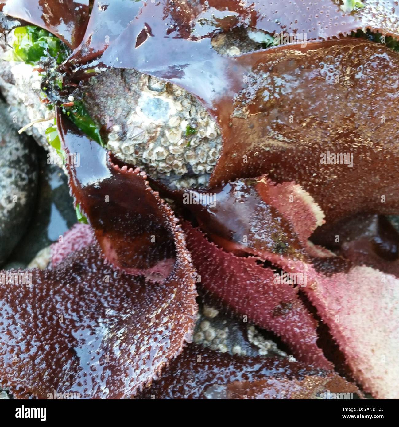 Turkish Towel (Chondracanthus exasperatus) Plantae Stock Photo - Alamy