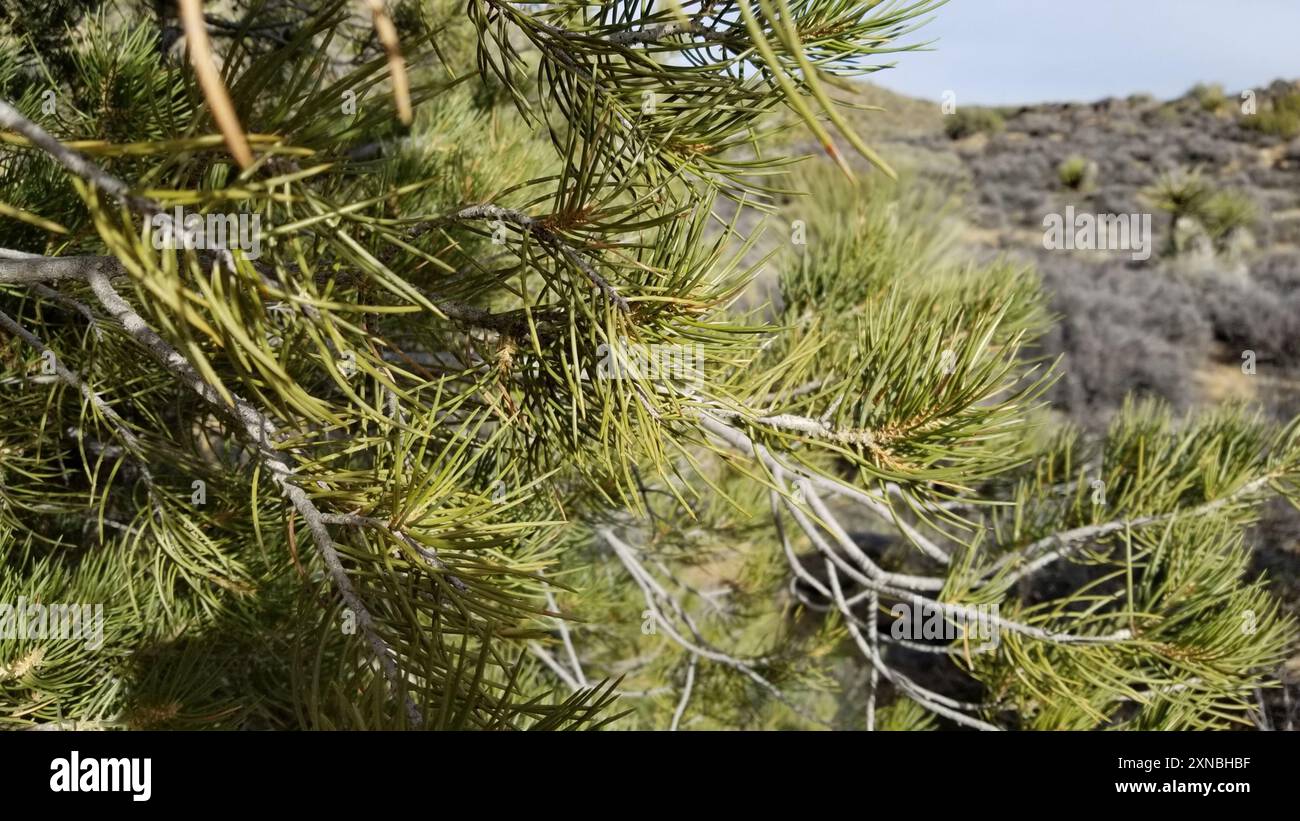 singleleaf pinyon (Pinus monophylla) Plantae Stock Photo - Alamy