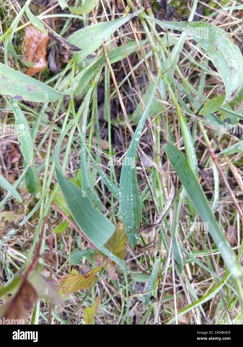 Sickle-leaved Hare's-ear (Bupleurum falcatum) Plantae Stock Photo - Alamy