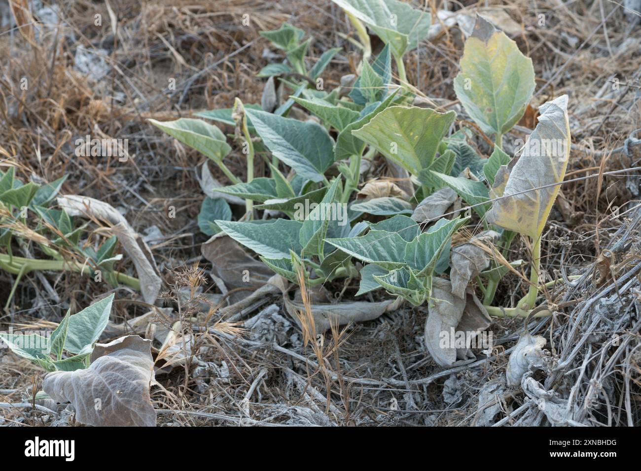 Buffalo Gourd (Cucurbita foetidissima) Plantae Stock Photo - Alamy