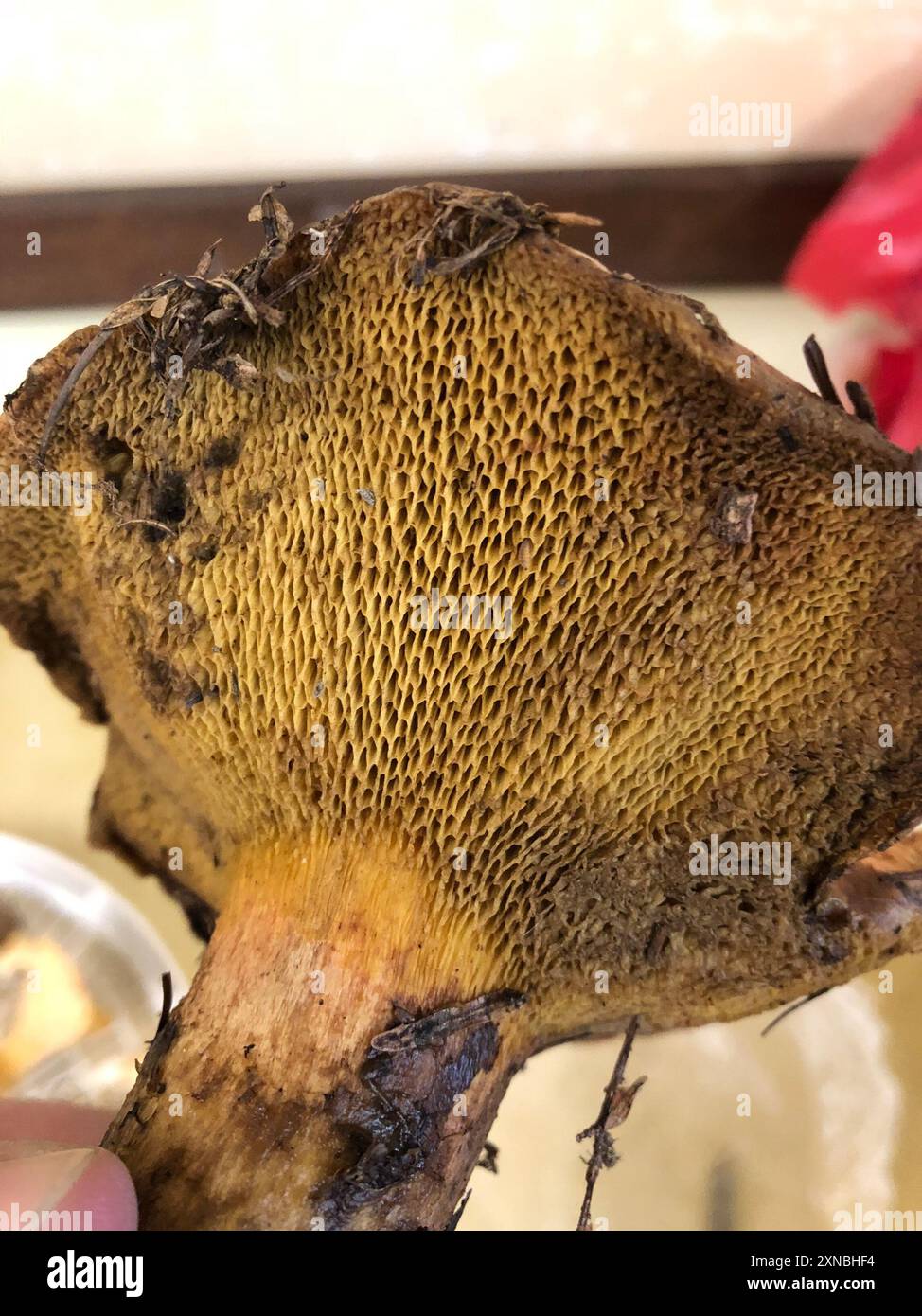 Fat Jack (Suillus caerulescens) Fungi Stock Photo - Alamy