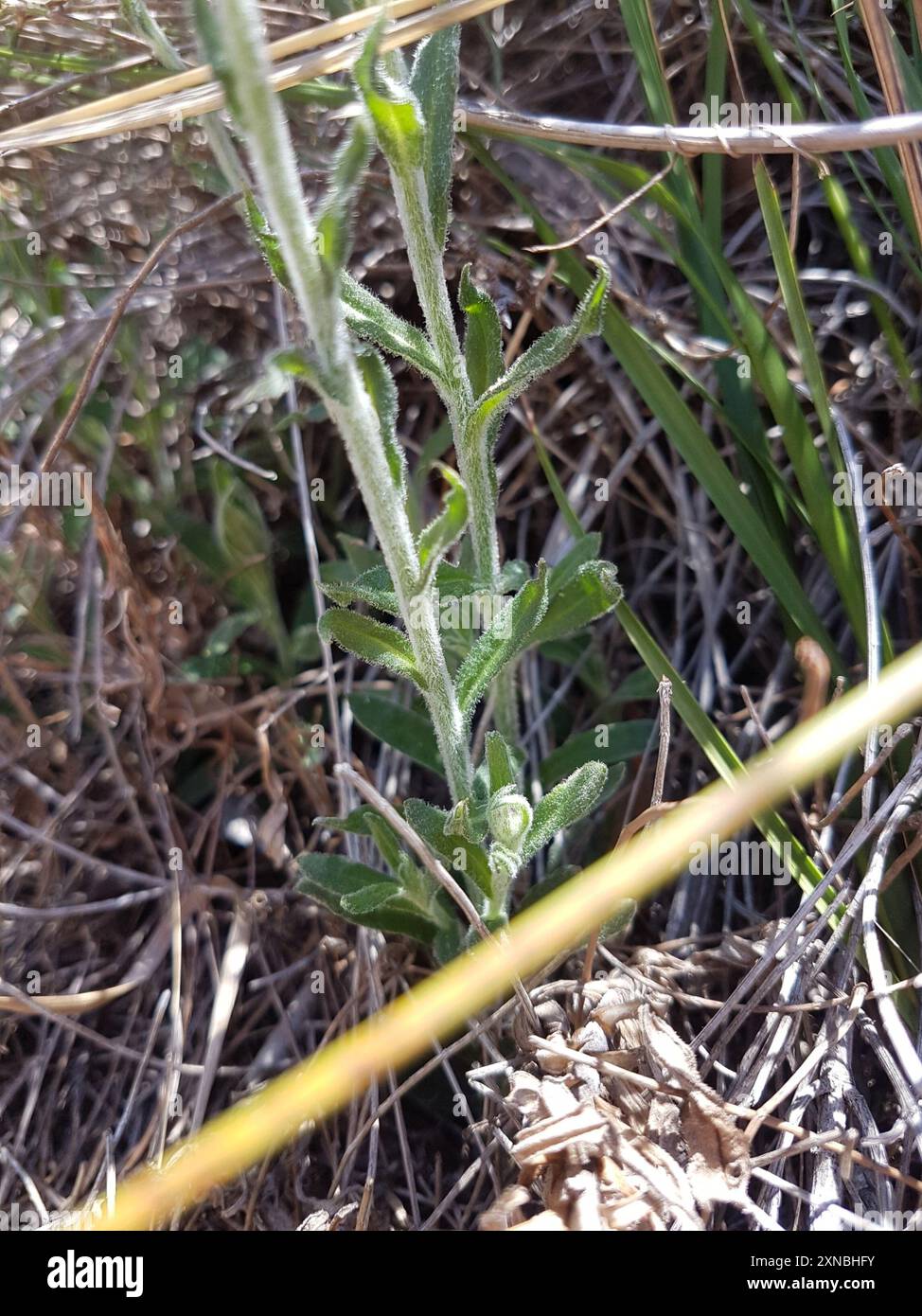 button everlasting (Coronidium scorpioides) Plantae Stock Photo - Alamy