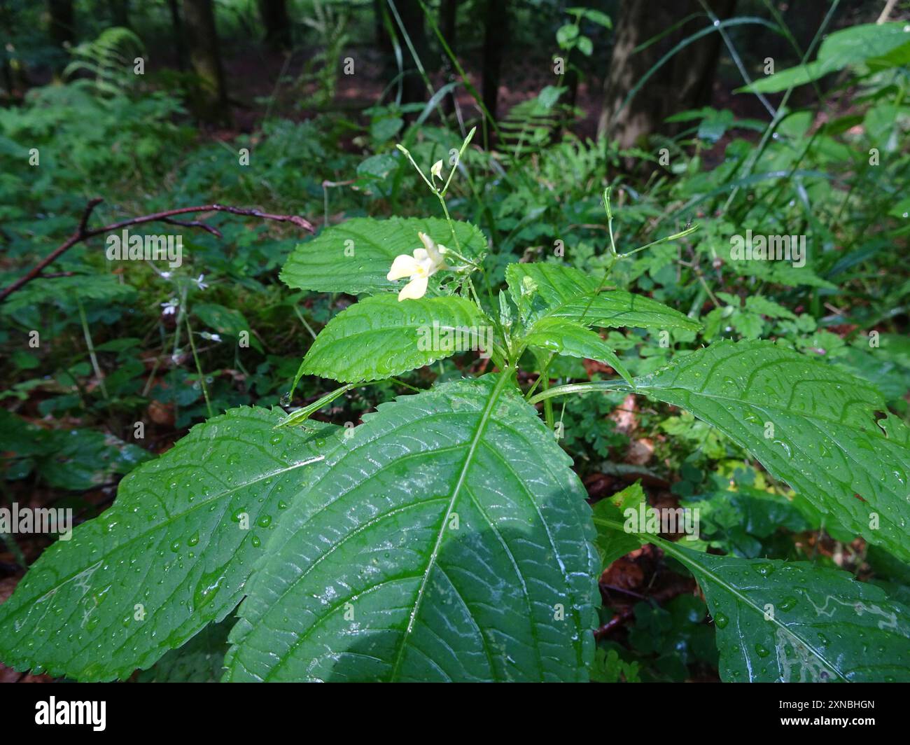 small balsam (Impatiens parviflora) Plantae Stock Photo - Alamy