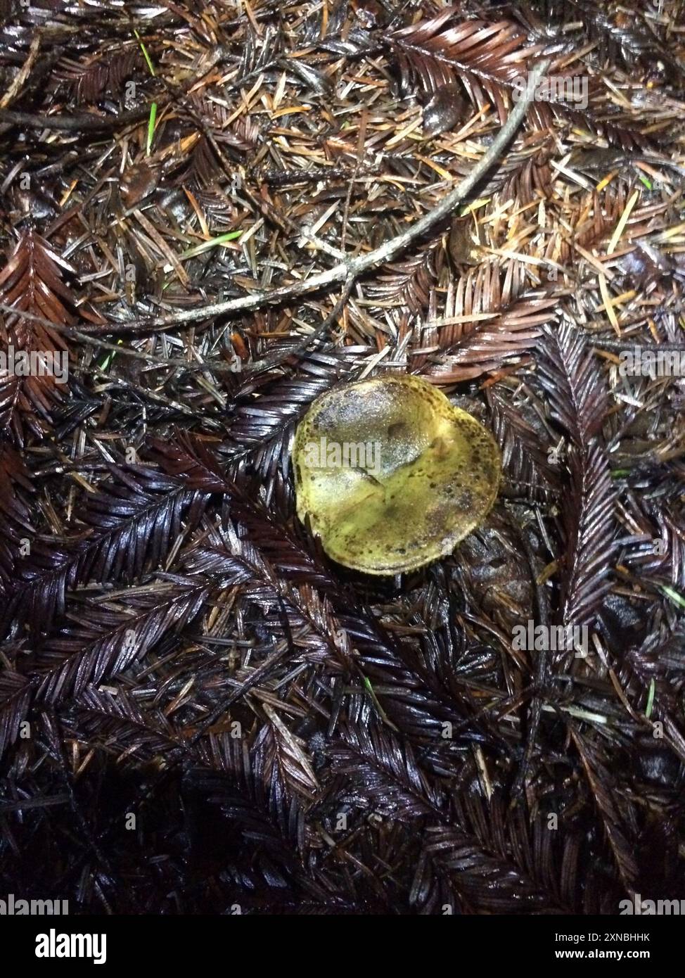 Western Gilled Bolete (Phylloporus arenicola) Fungi Stock Photo - Alamy