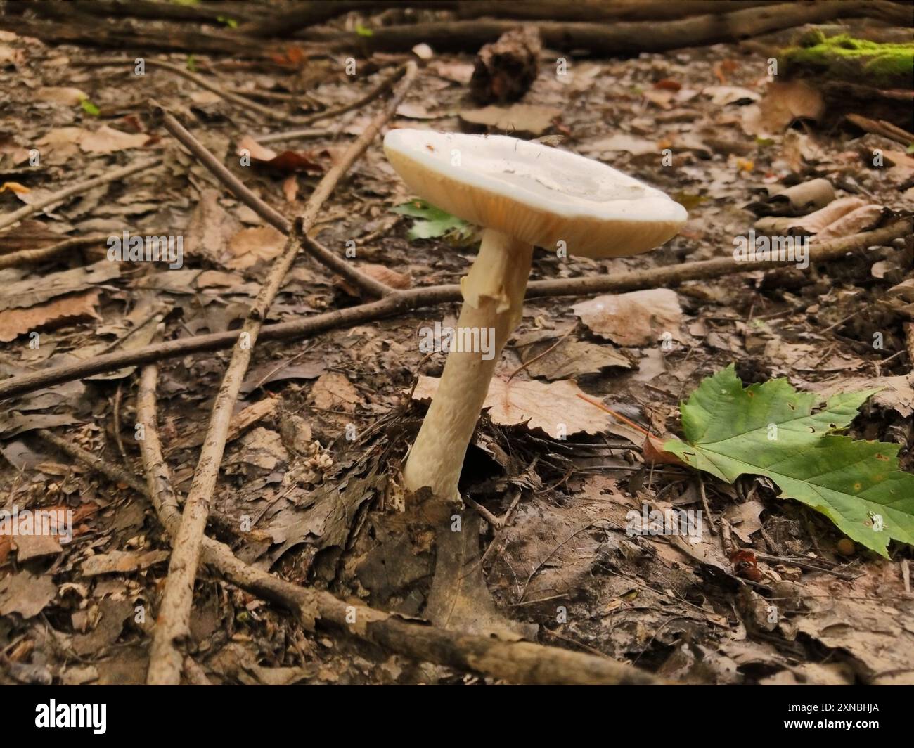 Eastern destroying angel amanita hi-res stock photography and images ...