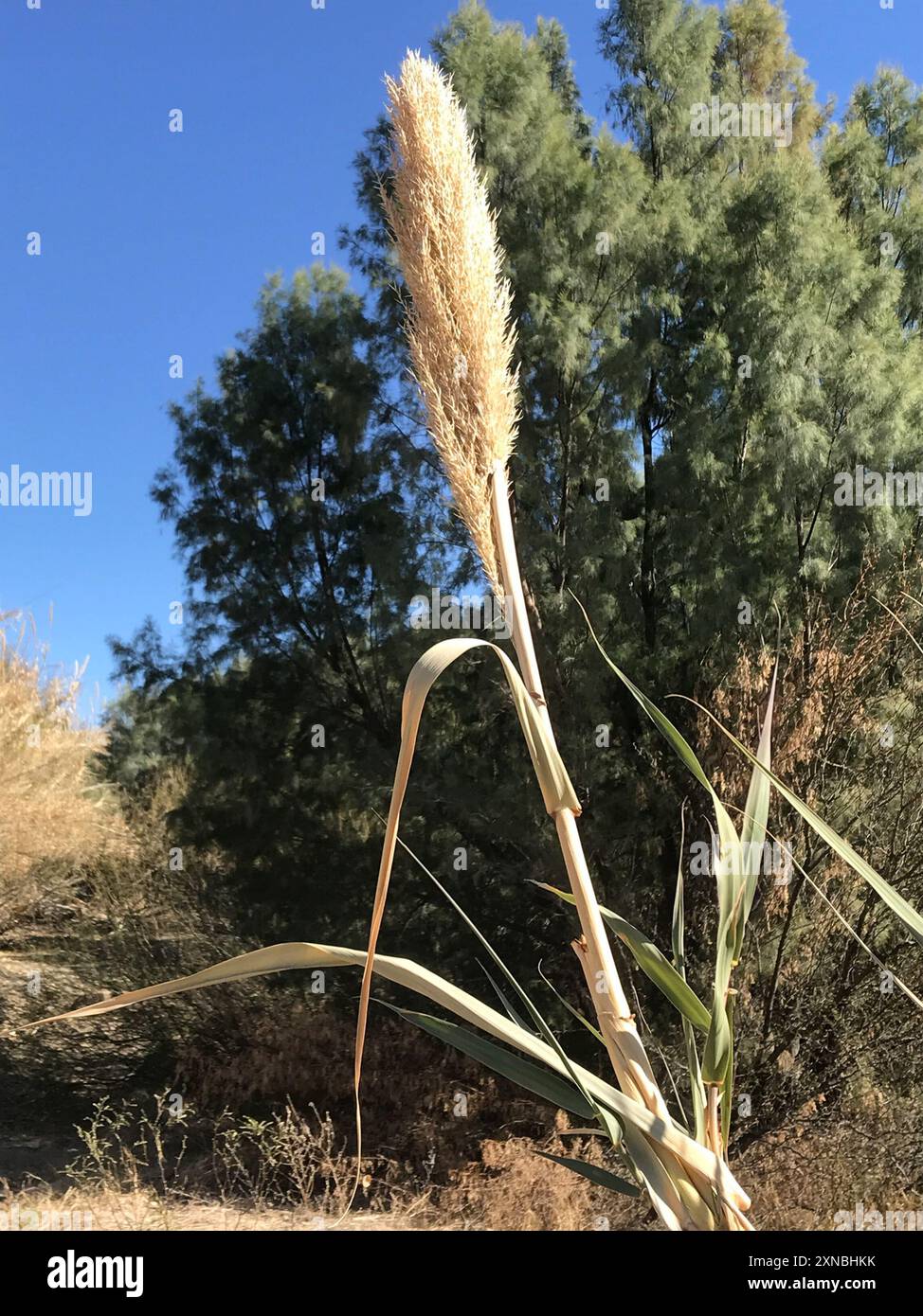 giant reed (Arundo donax) Plantae Stock Photo - Alamy