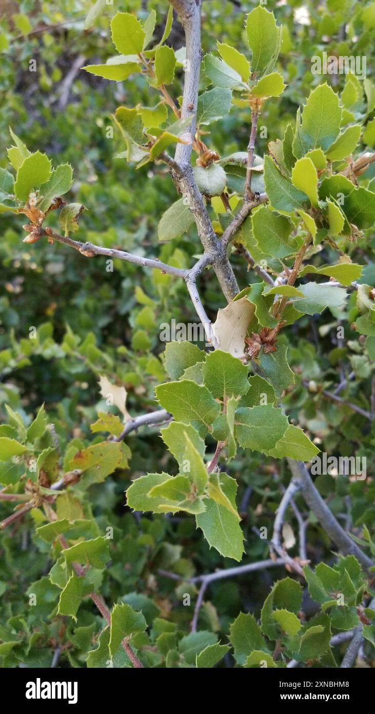 interior live oak (Quercus wislizeni) Plantae Stock Photo - Alamy