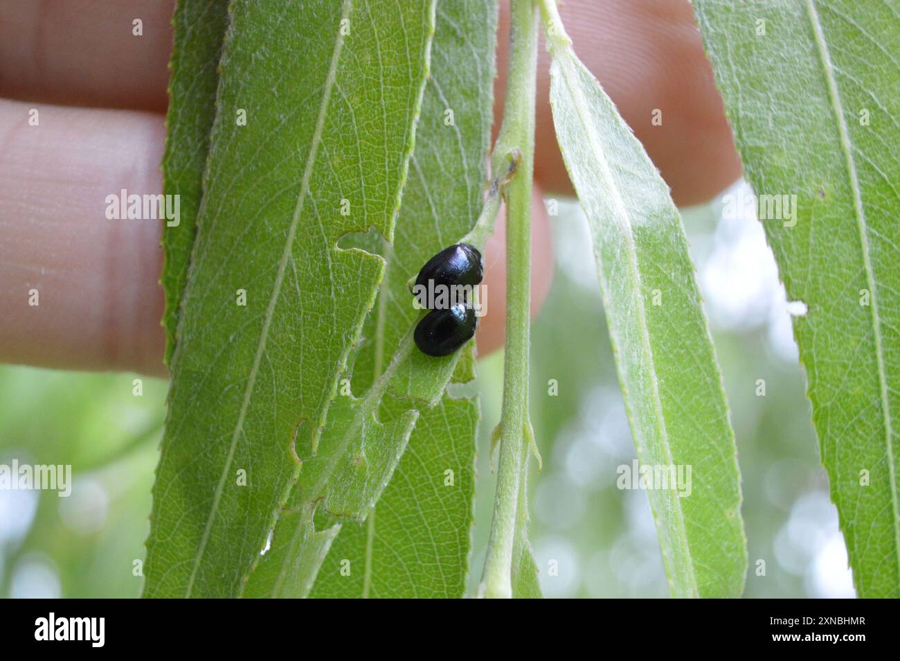 Willow Leaf Beetle (Plagiodera versicolora) Insecta Stock Photo - Alamy