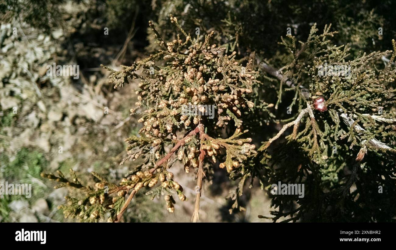 conifers (Pinales) Plantae Stock Photo - Alamy