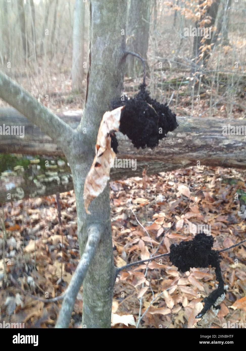 Beech blight aphid hi-res stock photography and images - Alamy