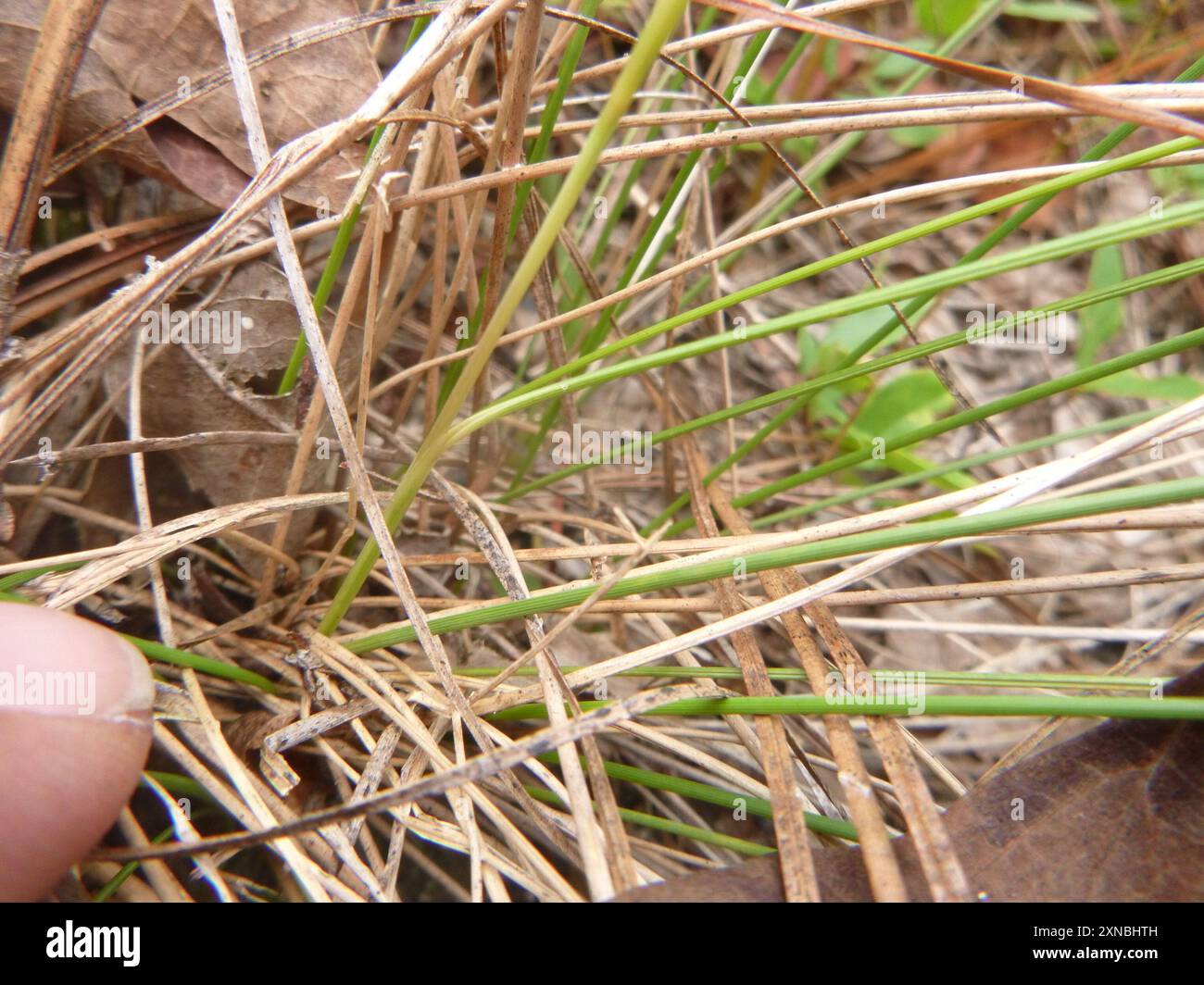 Hairawn Muhly (Muhlenbergia capillaris) Plantae Stock Photo - Alamy
