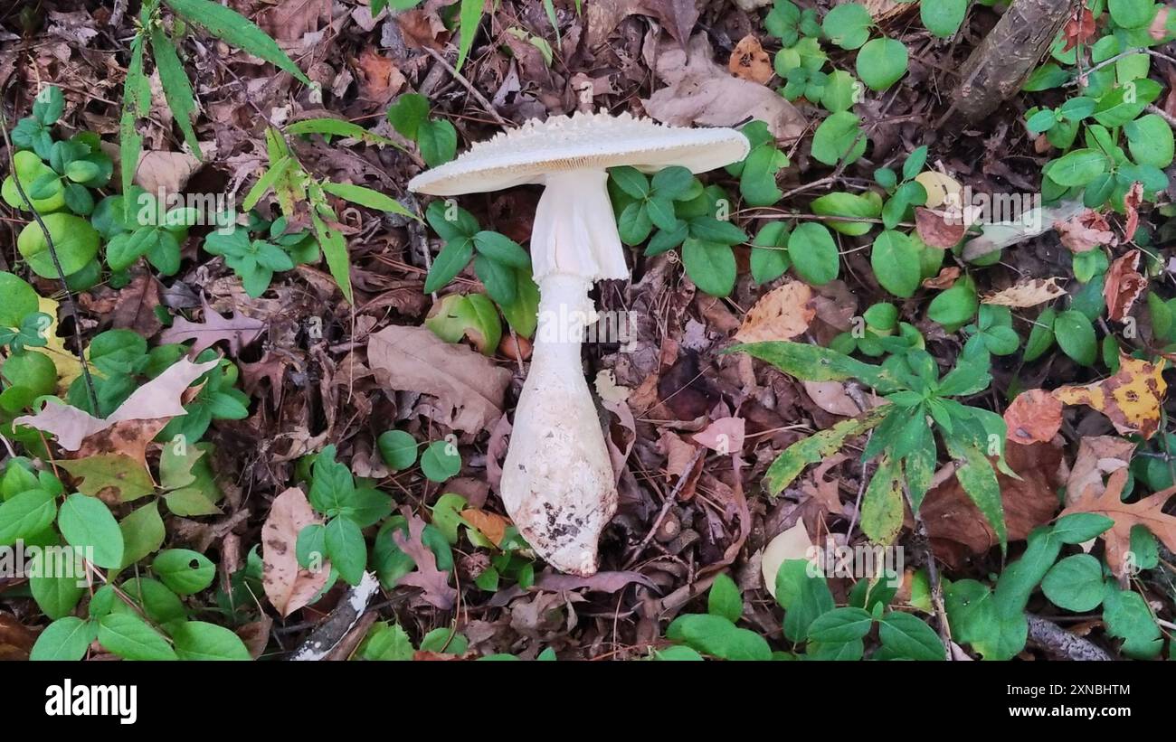 American Abrupt-Bulbed Lepidella (Amanita abrupta) Fungi Stock Photo ...