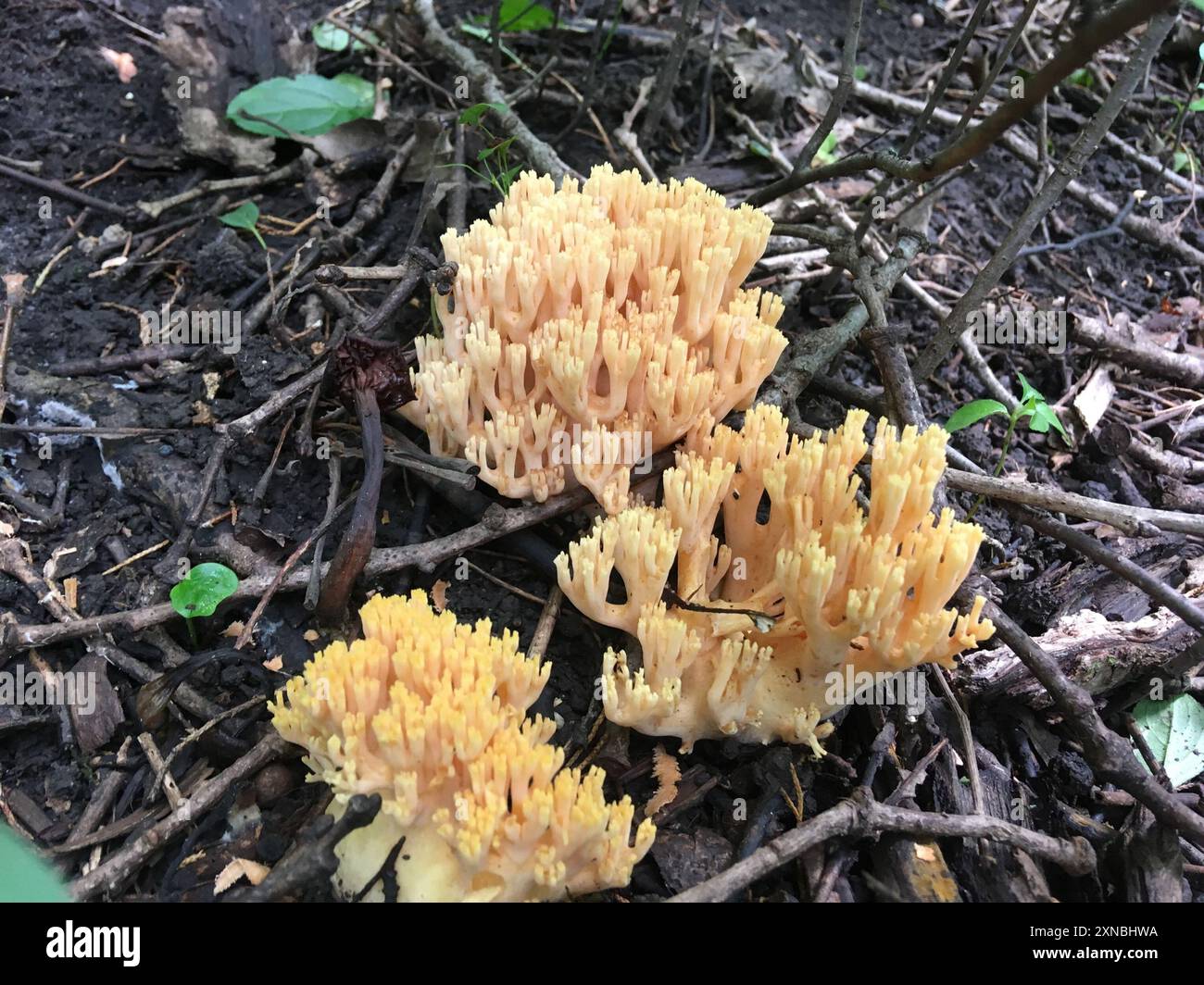 Coral Fungi (Ramaria) Fungi Stock Photo - Alamy