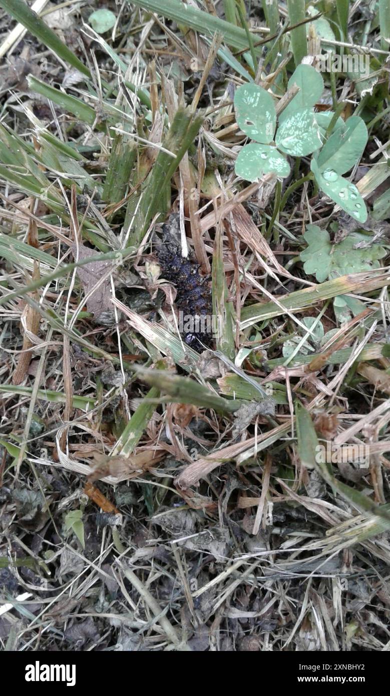 Sheepmoths (Hemileuca) Insecta Stock Photo - Alamy