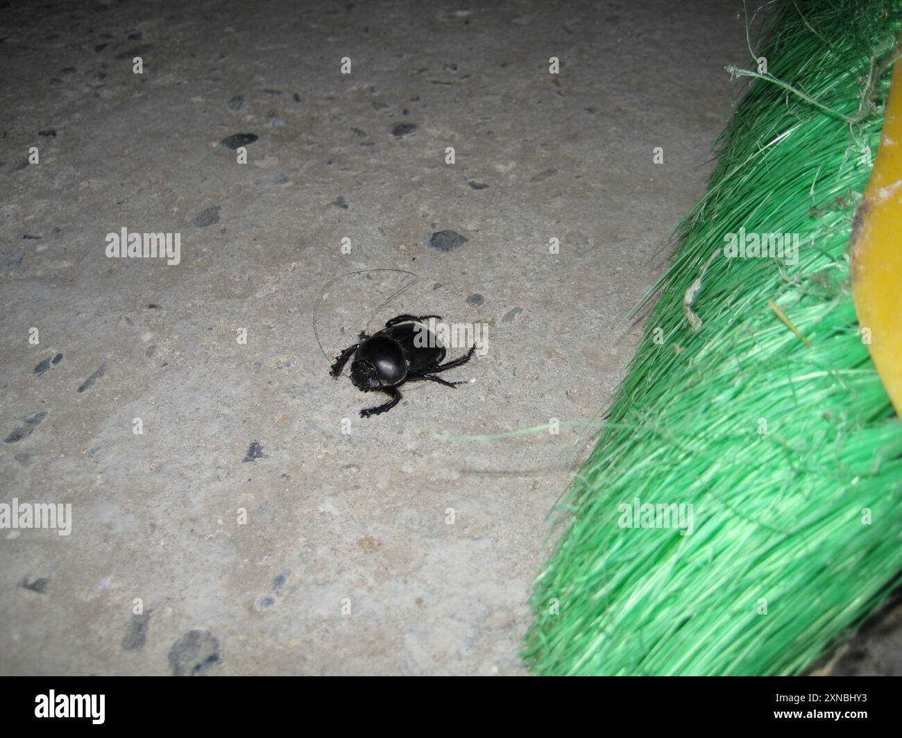 Sacred Scarab (Scarabaeus sacer) Insecta Stock Photo - Alamy
