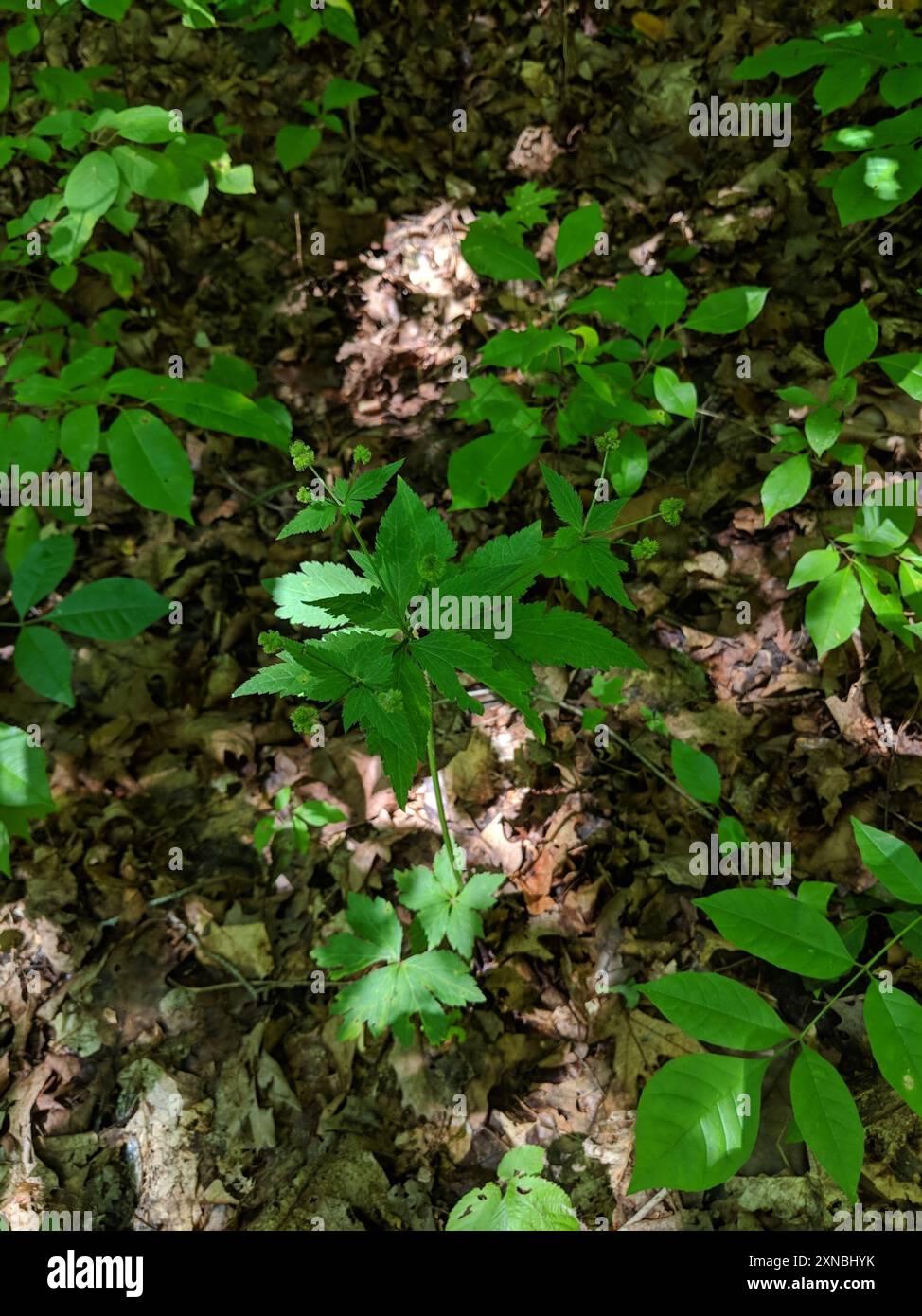 Clustered Sanicle (Sanicula odorata) Plantae Stock Photo - Alamy