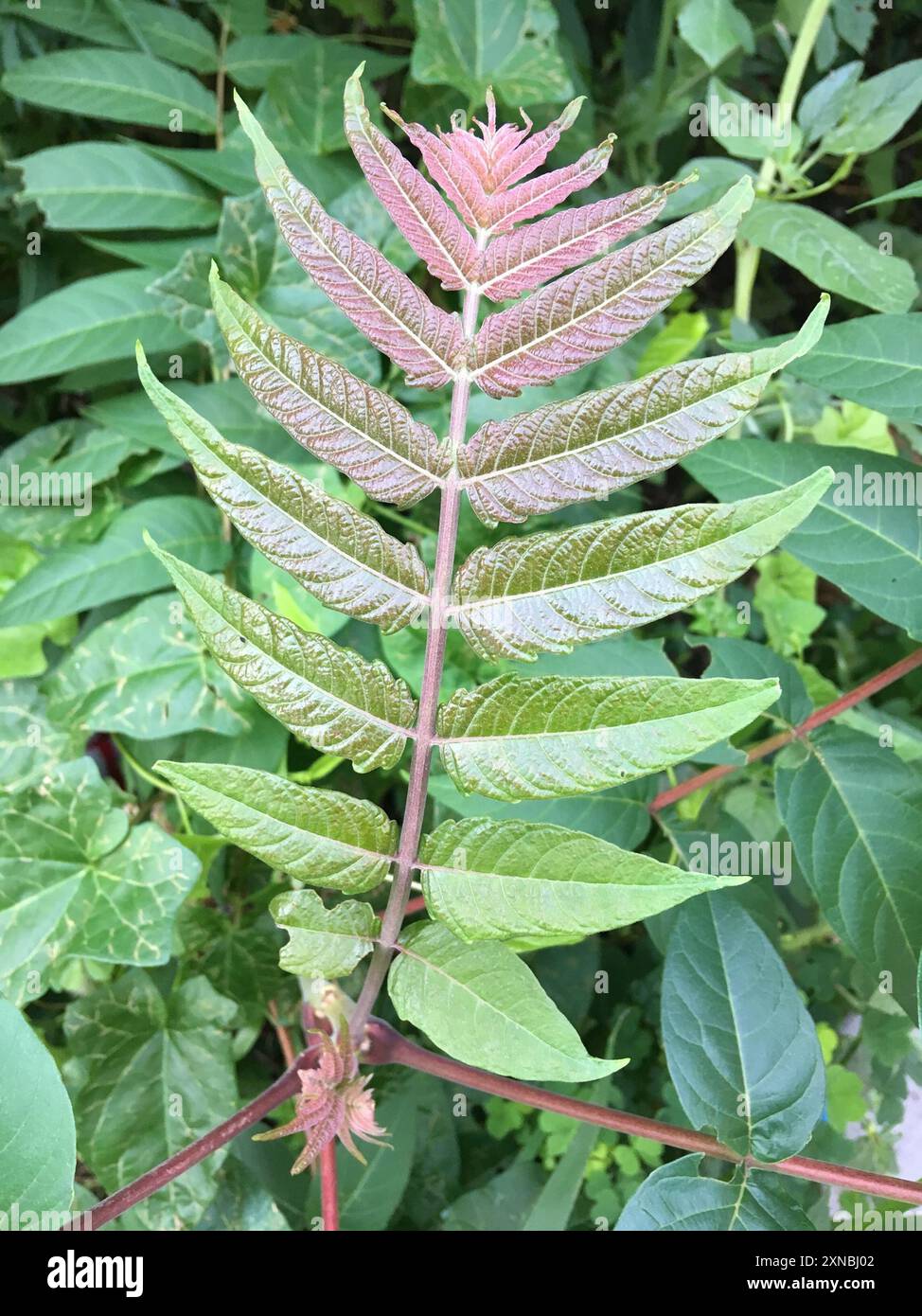 tree-of-heaven (Ailanthus altissima) Plantae Stock Photo - Alamy