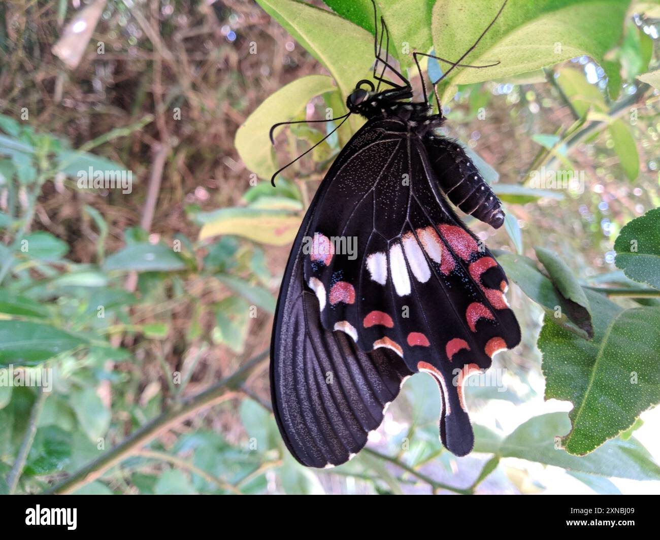 Common Mormon Swallowtail (Papilio polytes) Insecta Stock Photo - Alamy