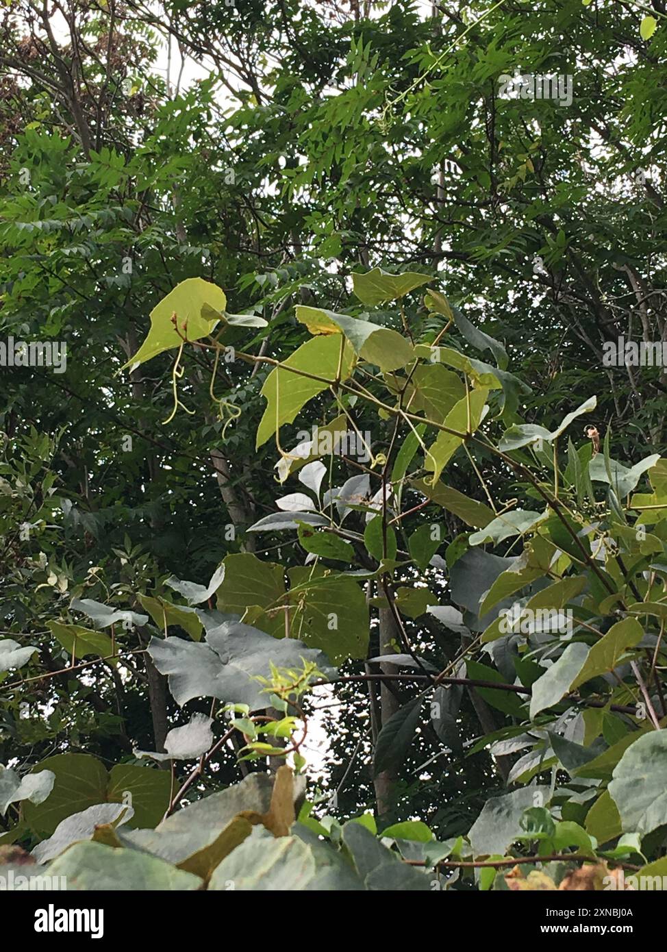 grape family (Vitaceae) Plantae Stock Photo - Alamy