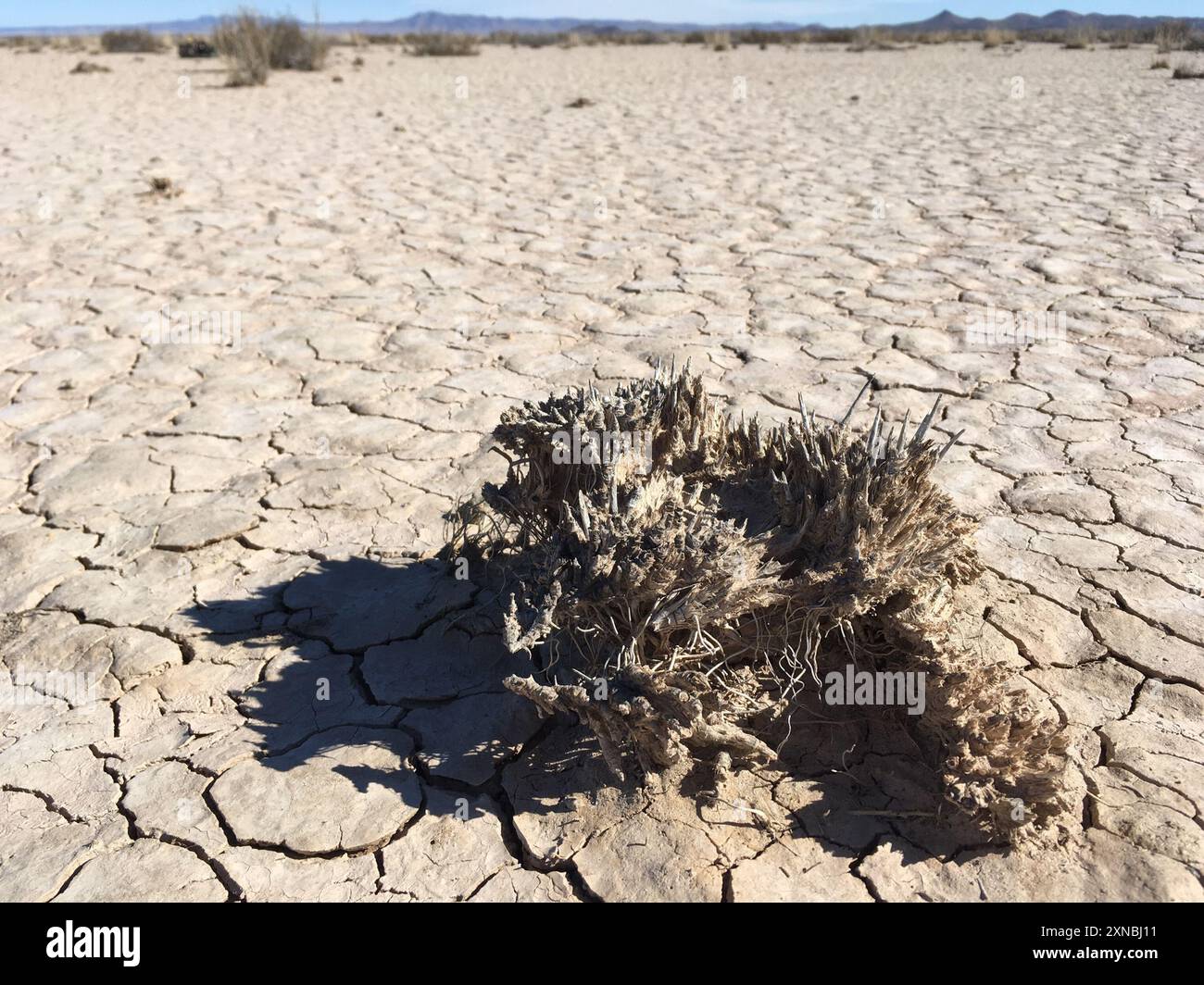 Alkali Sacaton (Sporobolus airoides) Plantae Stock Photo - Alamy