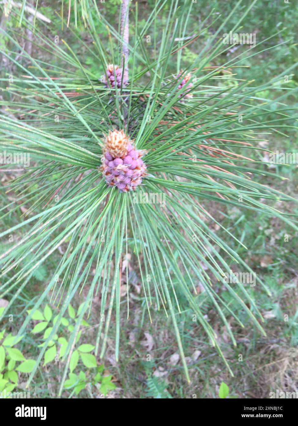 red pine (Pinus resinosa) Plantae Stock Photo - Alamy