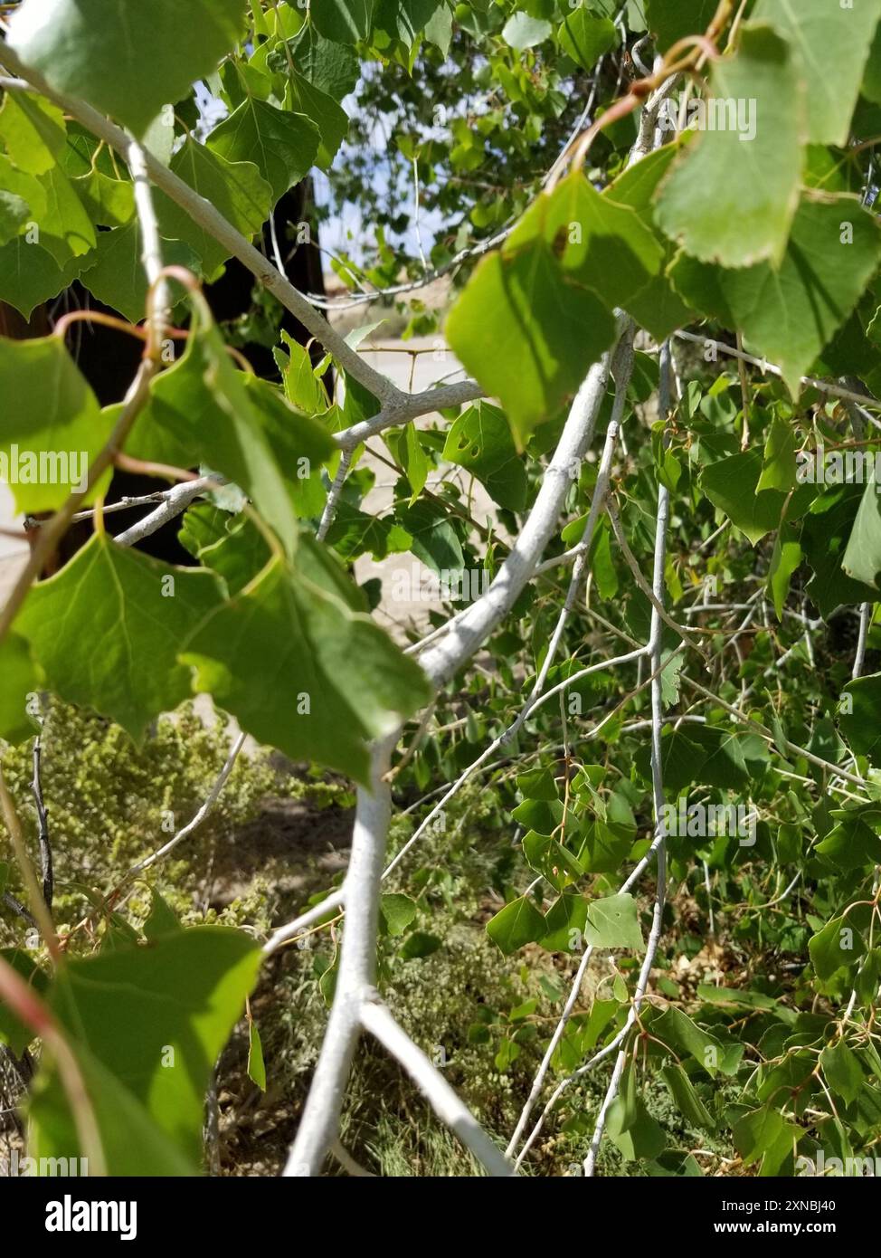 Fremont Cottonwood (Populus fremontii) Plantae Stock Photo - Alamy