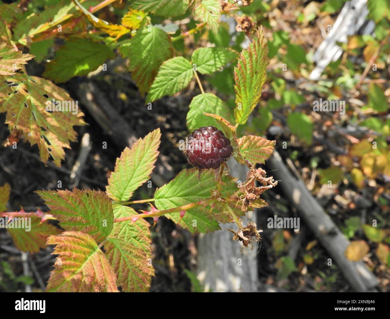 whitebark raspberry (Rubus leucodermis) Plantae Stock Photo - Alamy