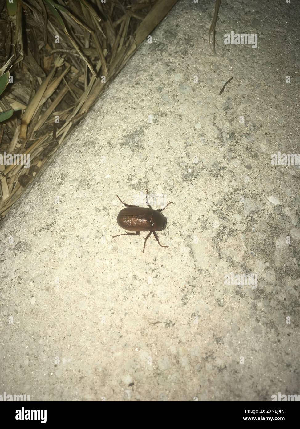 May Beetles (Phyllophaga) Insecta Stock Photo - Alamy