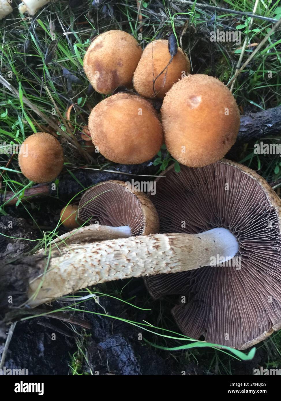 weeping widow (Lacrymaria lacrymabunda) Fungi Stock Photo - Alamy