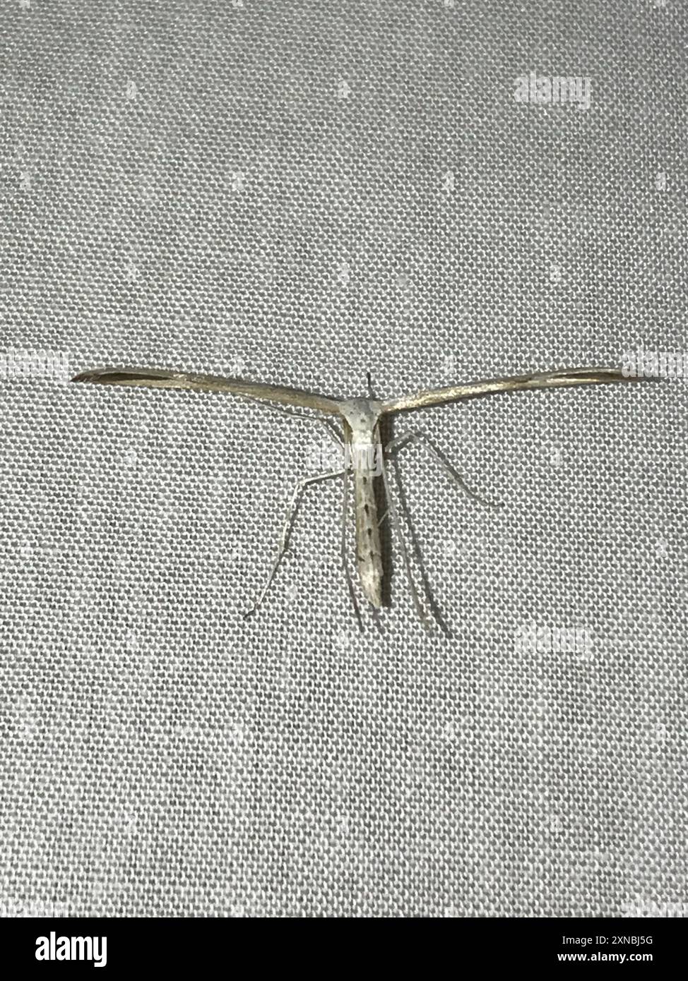 Morning-glory Plume Moth (Emmelina monodactyla) Insecta Stock Photo - Alamy