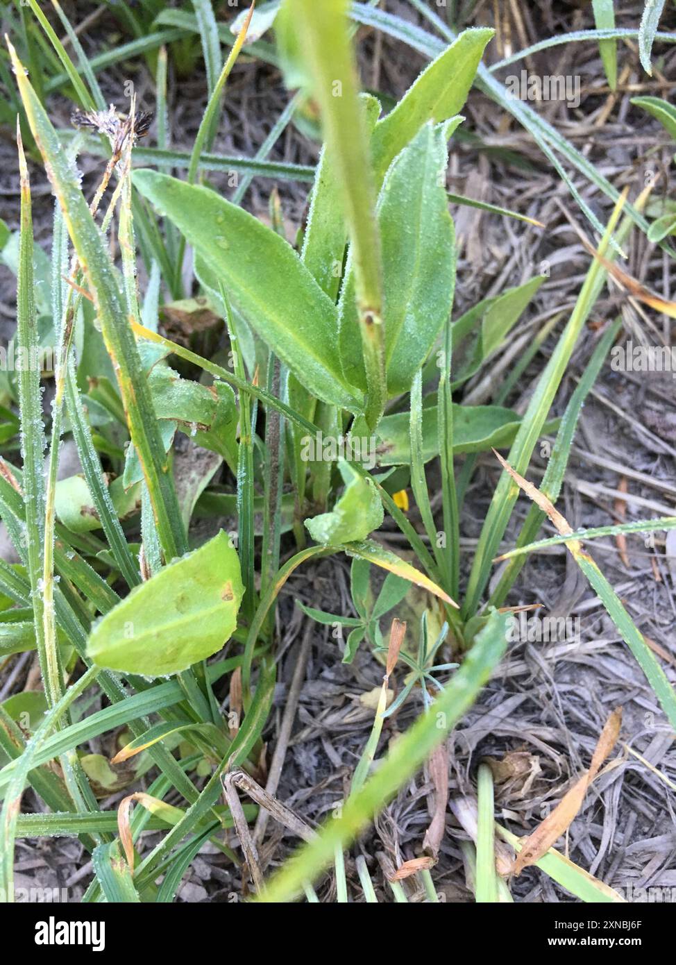 Subalpine Fleabane (Erigeron glacialis glacialis) Plantae Stock Photo ...