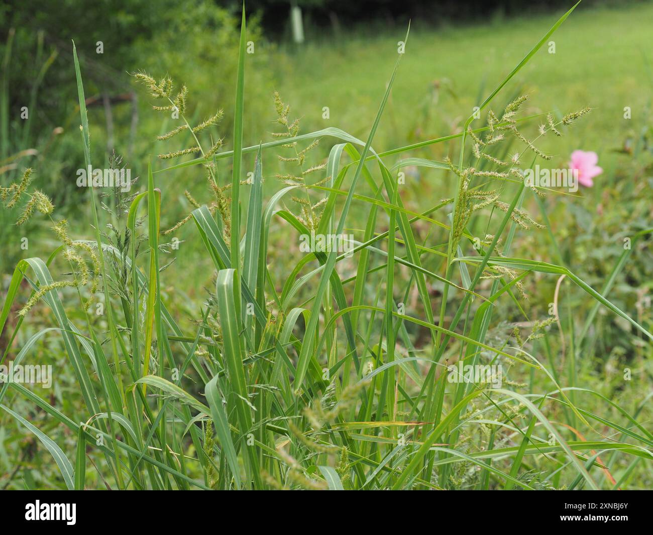 barnyardgrass (Echinochloa crus-galli) Plantae Stock Photo - Alamy