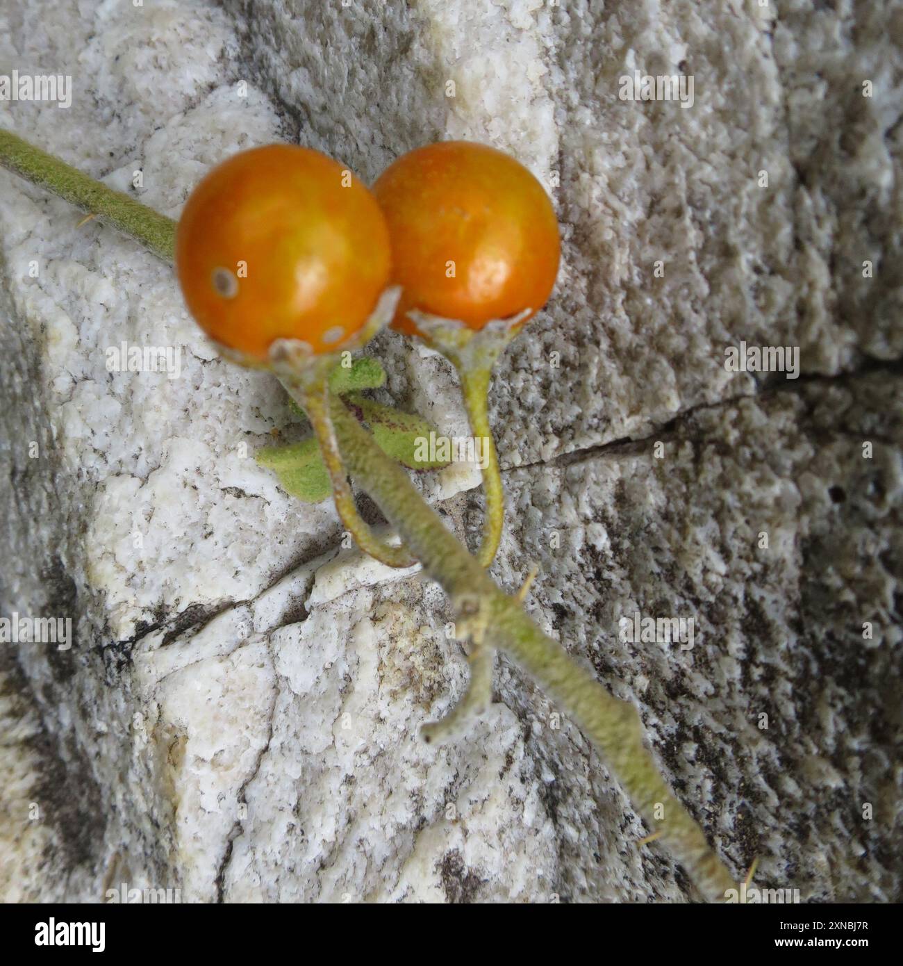Common Snake-apple (Solanum tomentosum) Plantae Stock Photo - Alamy