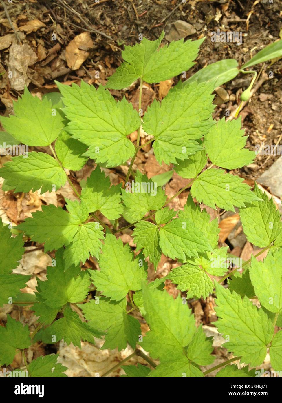 red baneberry (Actaea rubra) Plantae Stock Photo - Alamy