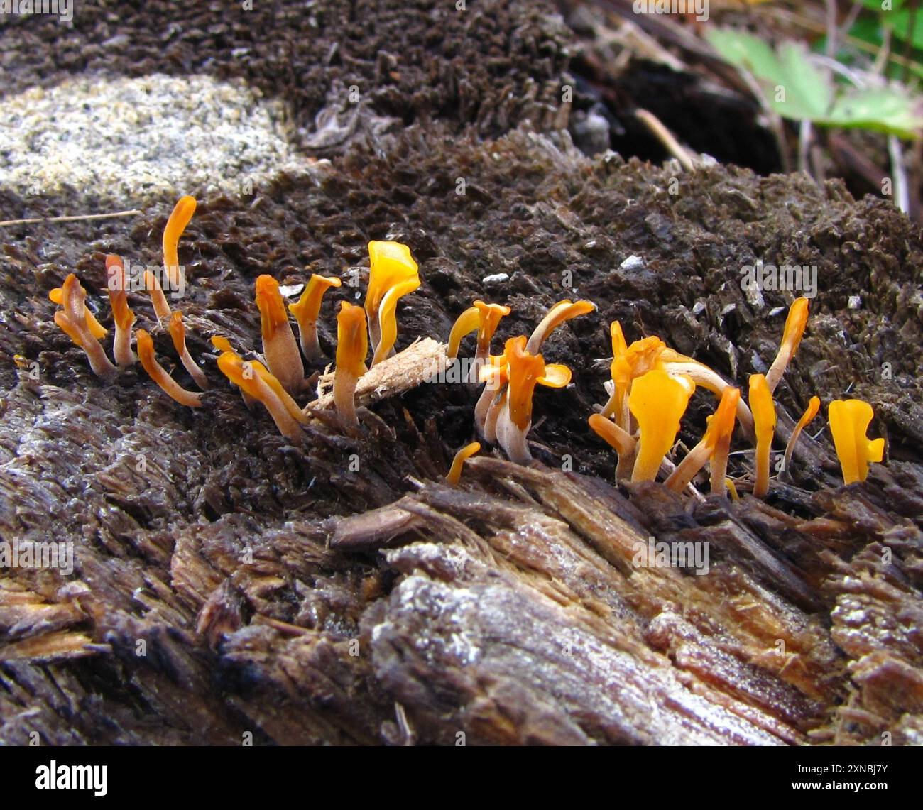 Fan shaped jelly fungi hi-res stock photography and images - Alamy