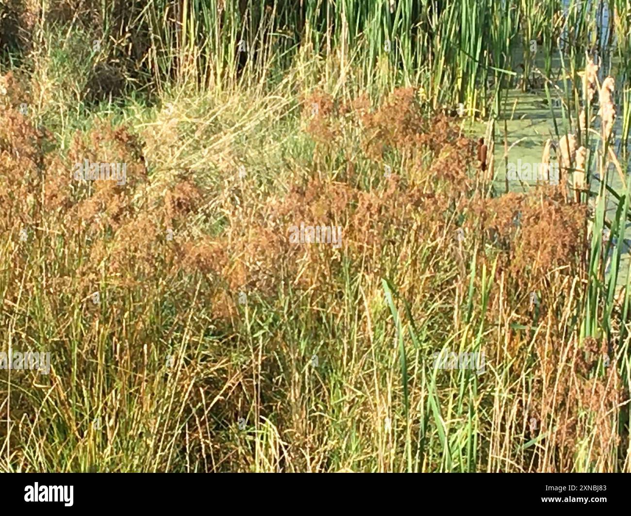 grasses, sedges, cattails, and allies (Poales) Plantae Stock Photo - Alamy