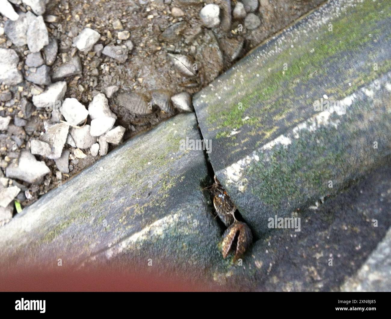 Atlantic Ribbed Mussel (Geukensia demissa) Mollusca Stock Photo - Alamy