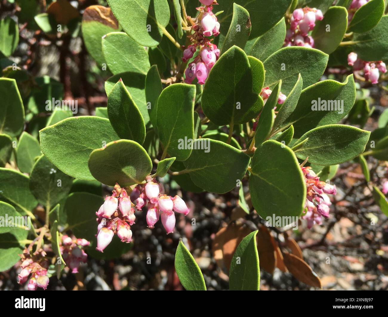 greenleaf manzanita (Arctostaphylos patula) Plantae Stock Photo - Alamy
