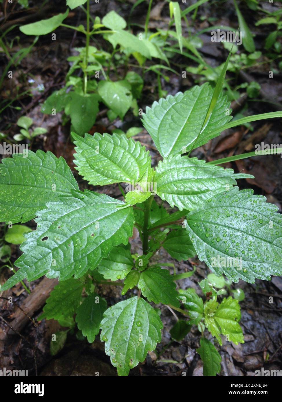 Canada clearweed (Pilea pumila) Plantae Stock Photo - Alamy