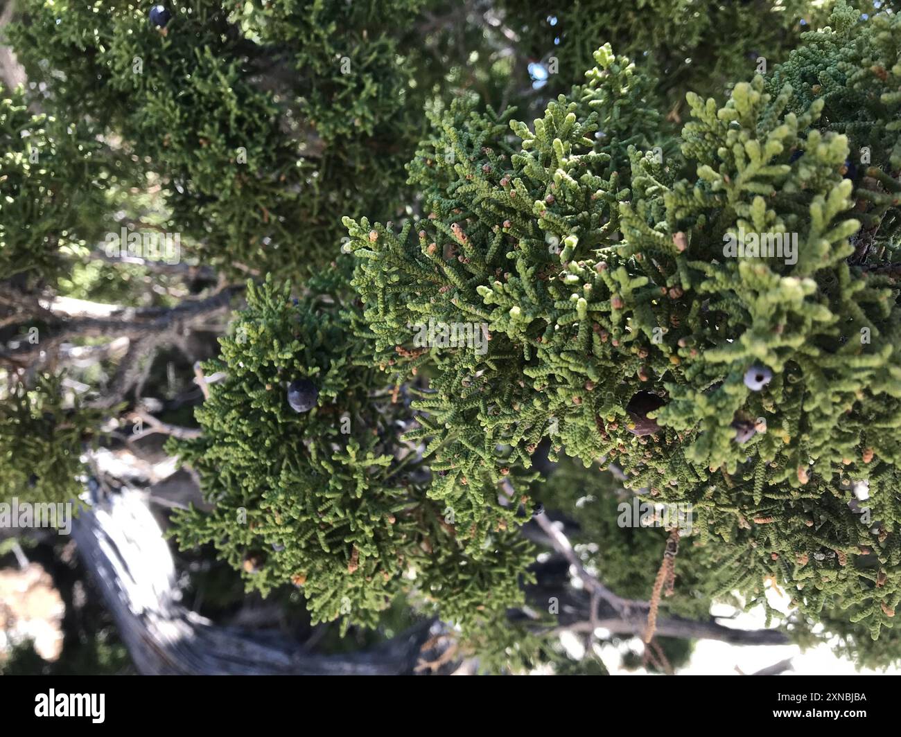 Utah Juniper (Juniperus osteosperma) Plantae Stock Photo - Alamy