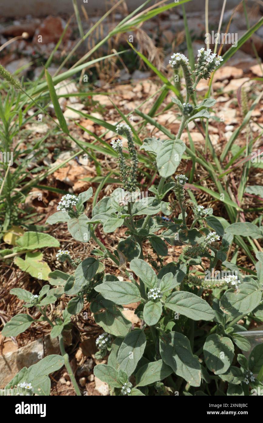 European heliotrope (Heliotropium europaeum) Plantae Stock Photo - Alamy
