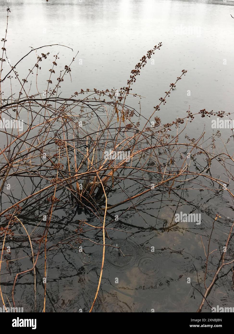 swamp loosestrife (Decodon verticillatus) Plantae Stock Photo - Alamy