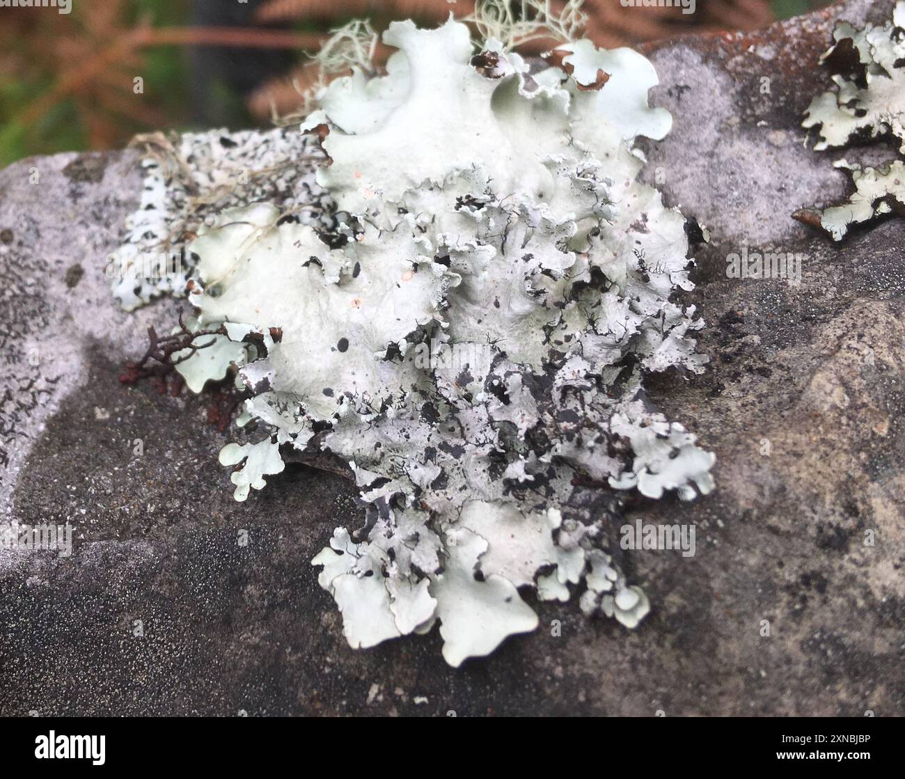 Ruffle Lichens (Parmotrema) Fungi Stock Photo - Alamy