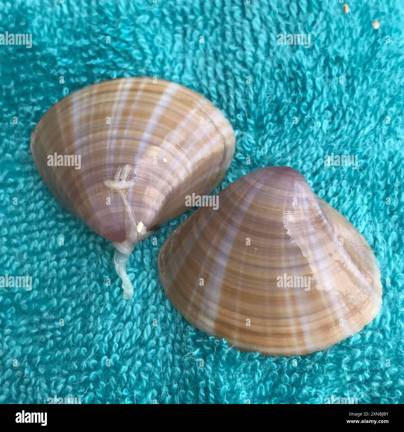 Rayed trough shell hi-res stock photography and images - Alamy