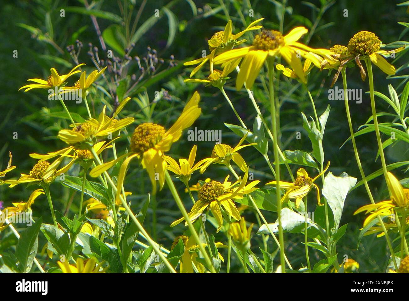 cutleaf coneflower (Rudbeckia laciniata) Plantae Stock Photo - Alamy